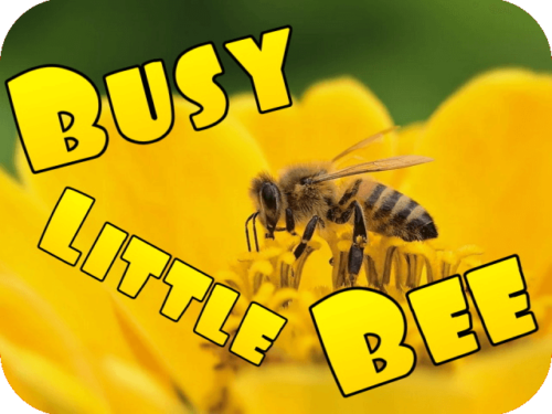 Busy Little Bee | Rob Knowlan