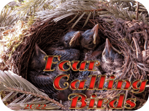 Four Calling Birds 2022 | Rob Knowlan