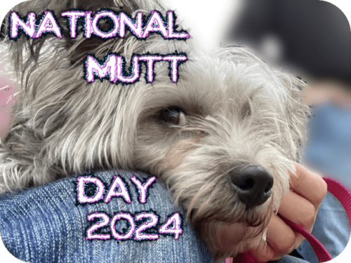 National Mutt Day 2024 | Rob Knowlan